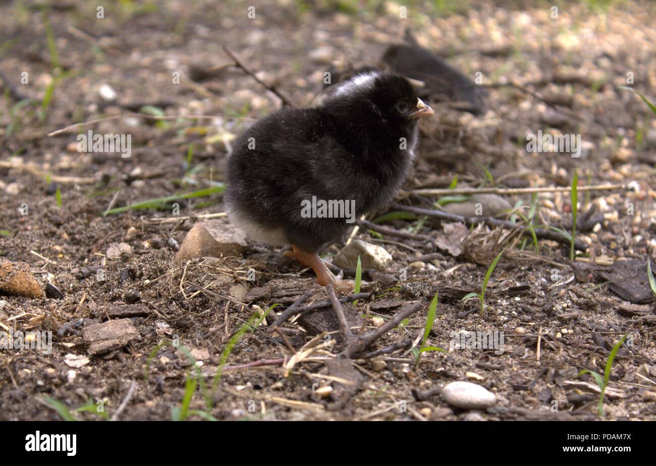 Rock chick hi-res stock photography and images - Alamy