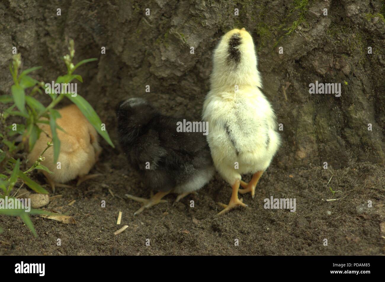 Baby Bugs High Resolution Stock Photography and Images - Alamy