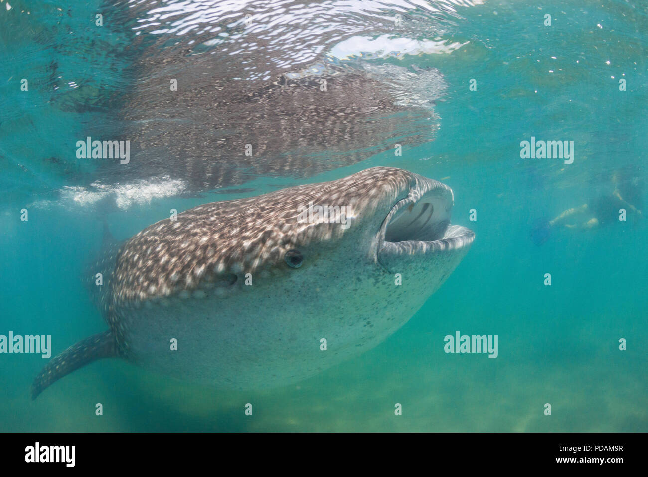 Whale shark mexico hi-res stock photography and images - Alamy