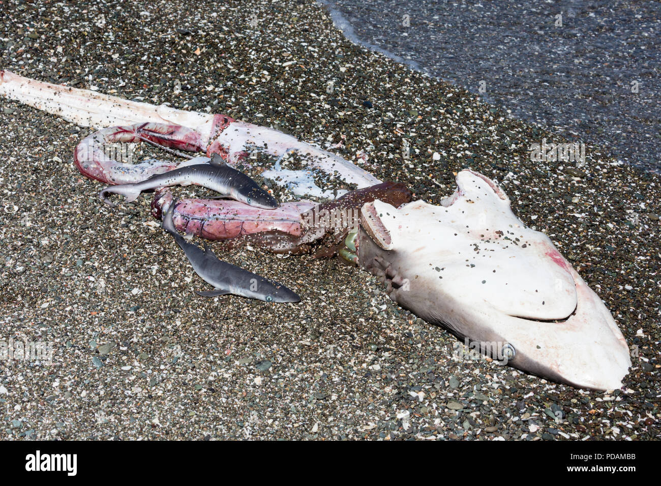 Finned sharks hi-res stock photography and images - Alamy