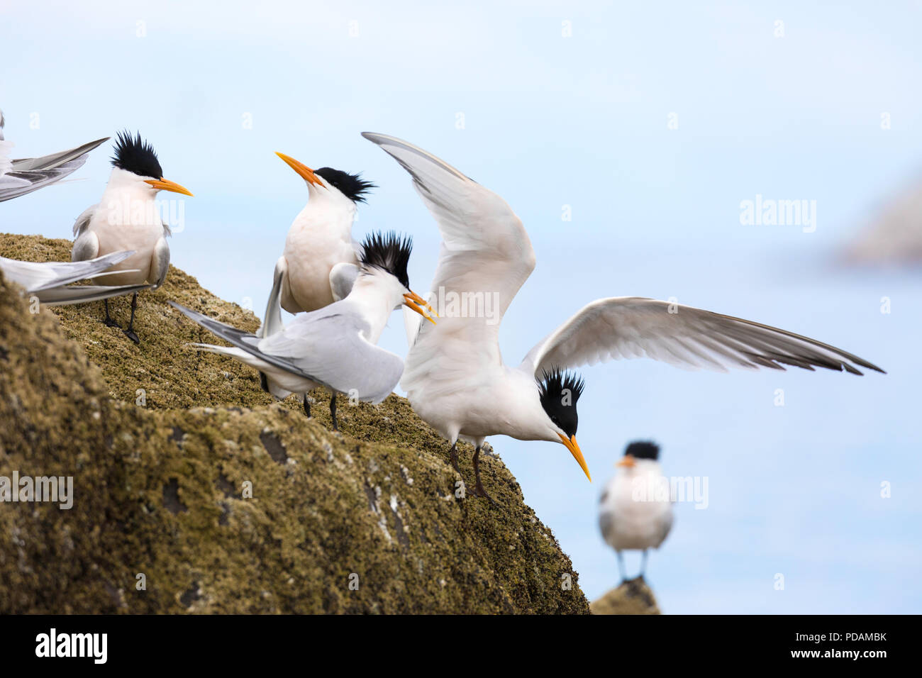 Elegant terns, Thalasseus elegans, at breeding colony on Isla Rasa ...