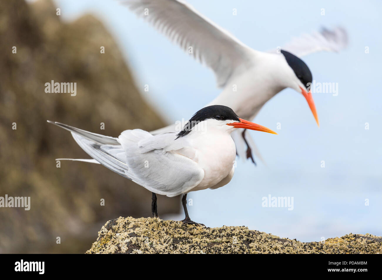 Elegant terns, Thalasseus elegans, at breeding colony on Isla Rasa ...