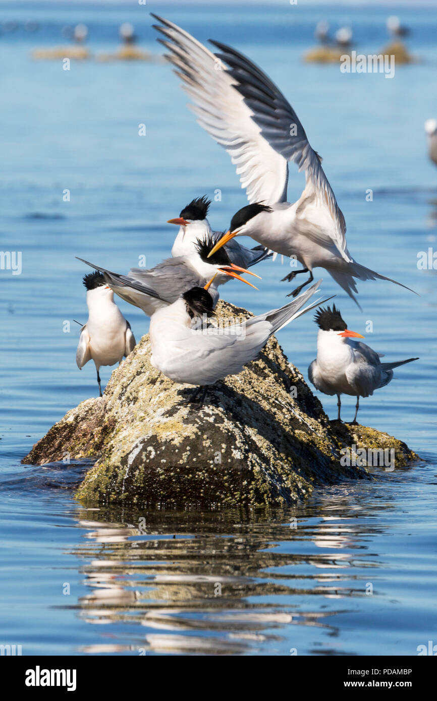 Elegant terns, Thalasseus elegans, at breeding colony on Isla Rasa ...