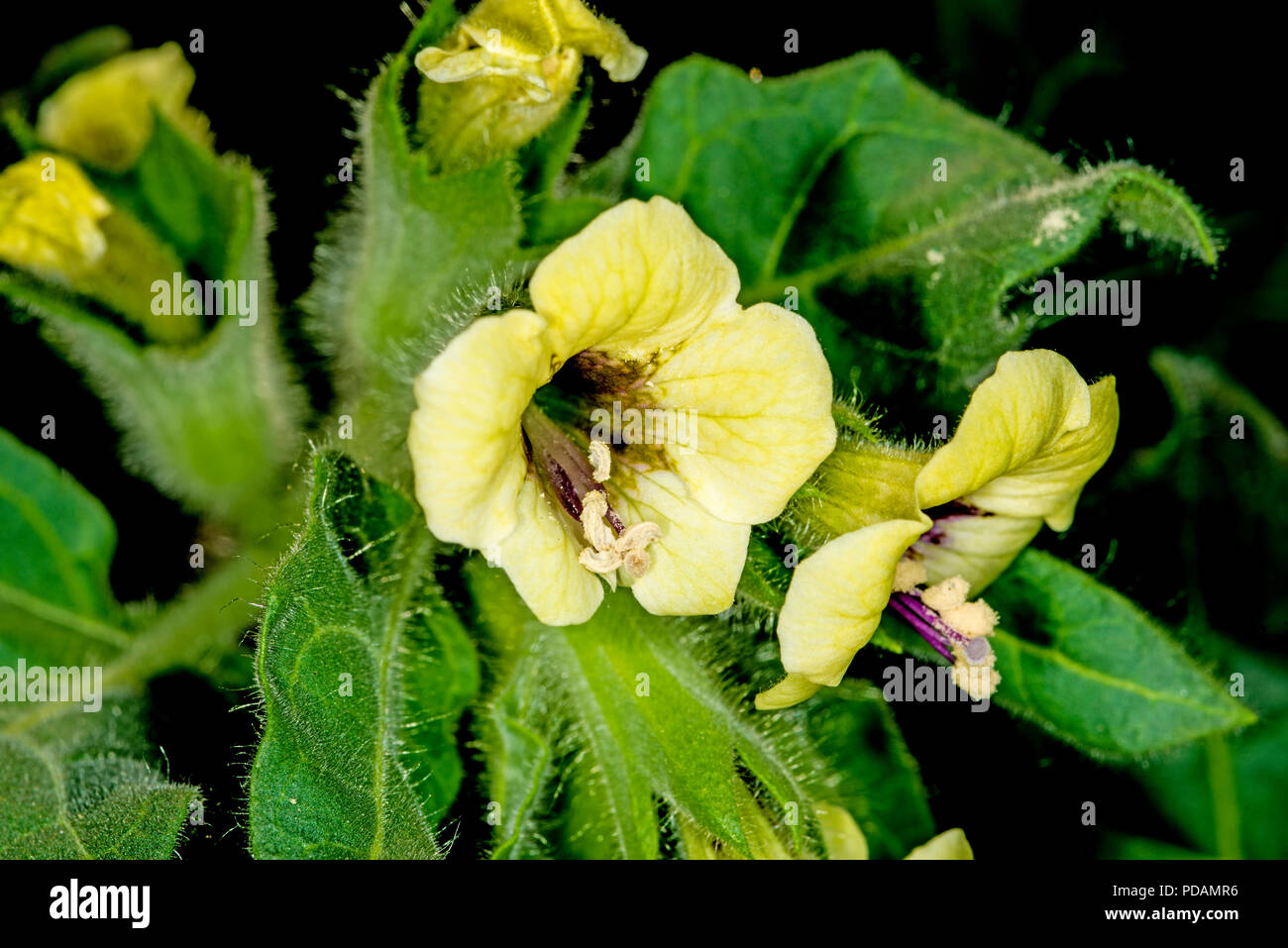white henbane, medicinal plant and drug Stock Photo - Alamy