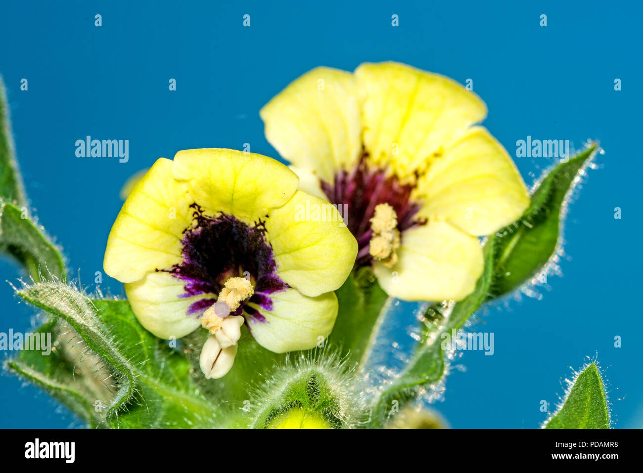 white henbane, medicinal plant and drug Stock Photo - Alamy