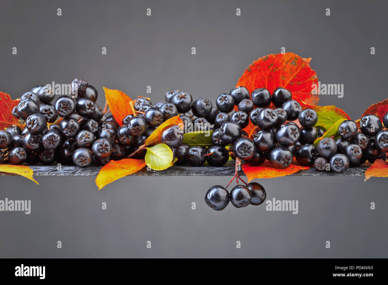 Black chokeberry (aronia melanocarpa) with autumn leaves on a dark ...