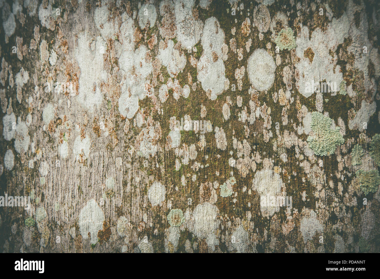 Moldy wood texture hi-res stock photography and images - Alamy