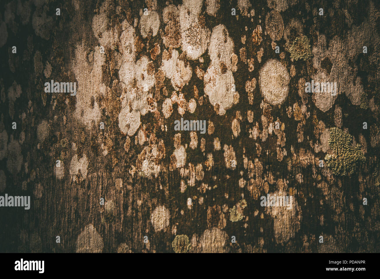 Moldy wood texture hi-res stock photography and images - Alamy