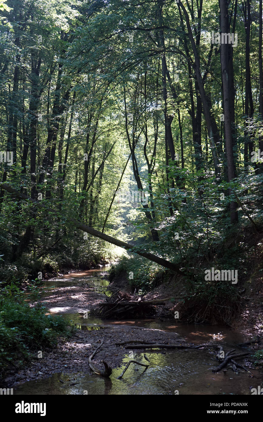 Trees and river in Bitsevsky park in Moscow, Russia Stock Photo - Alamy