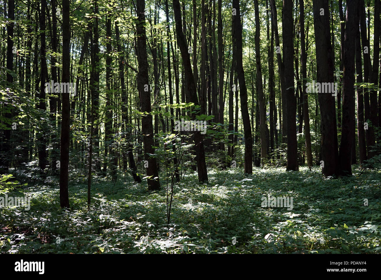 Trees in Bitsevsky park in Moscow, Russia Stock Photo - Alamy