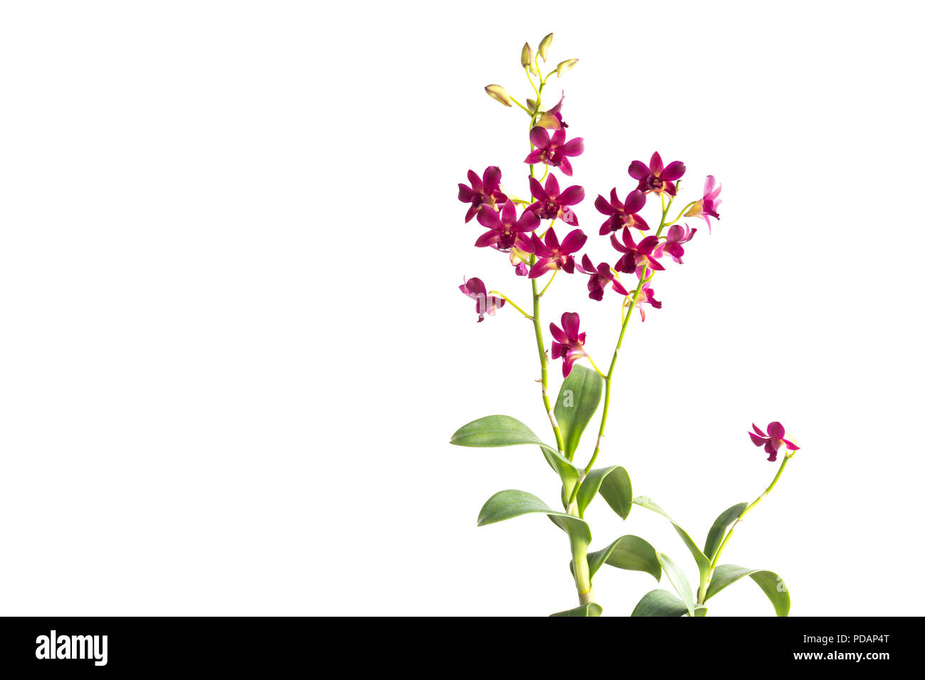 Beautiful red orchid isolated on white background Stock Photo - Alamy