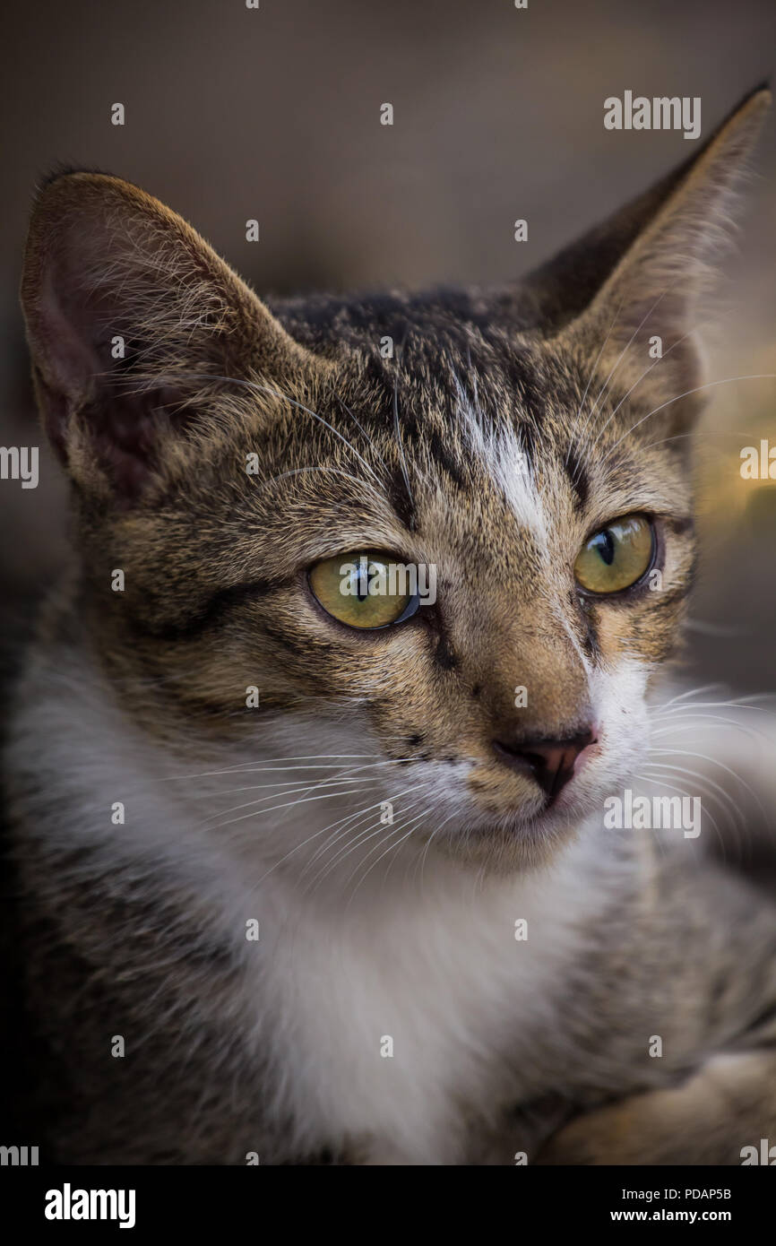 Kitten staring eyes with wonder Stock Photo - Alamy