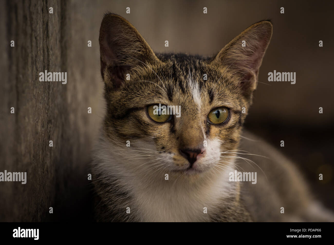 Kitten staring eyes with wonder Stock Photo - Alamy