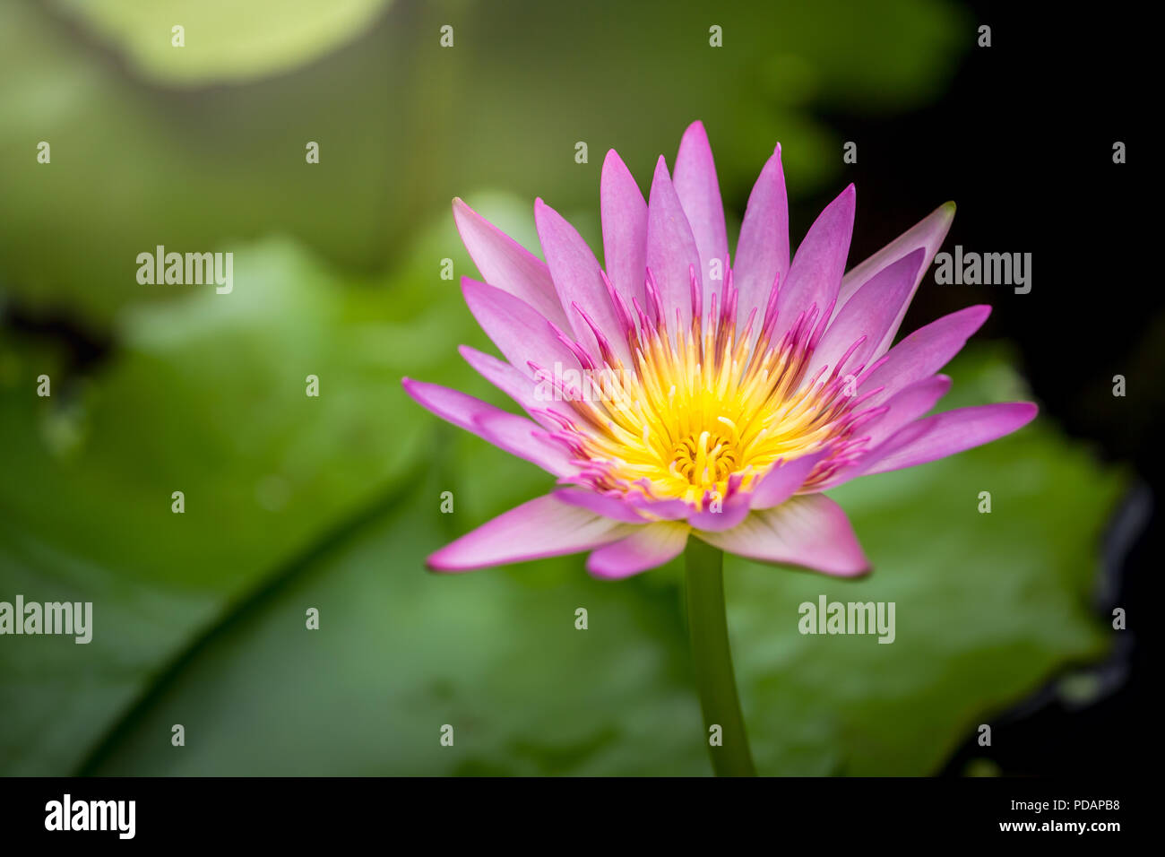lotus flower background for an illustration and paste text Stock Photo ...