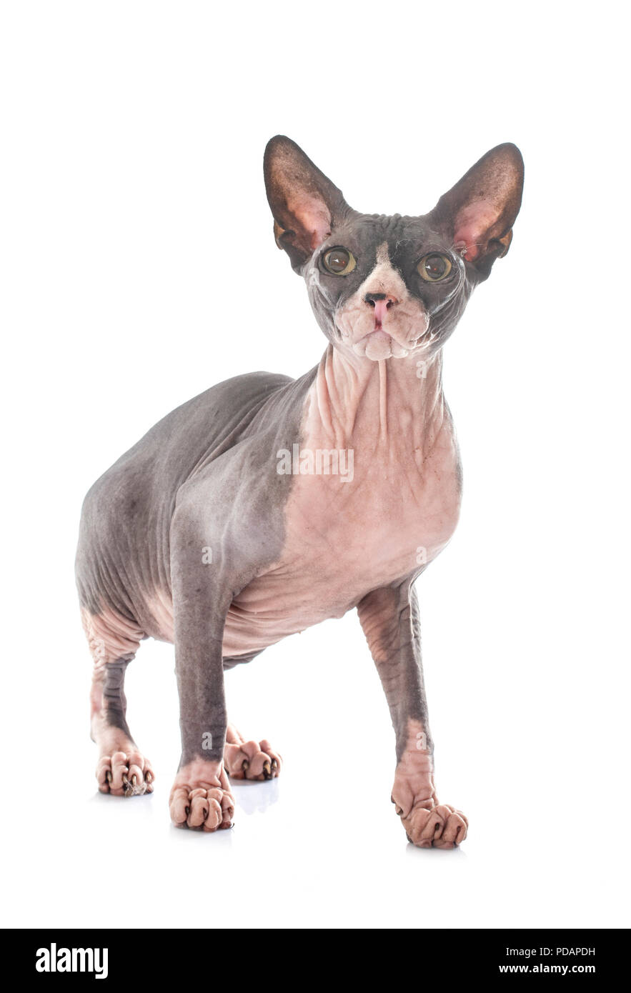 White Hairless Cat Sphynx Hairless Cat, 4 Years Old, Against White ...