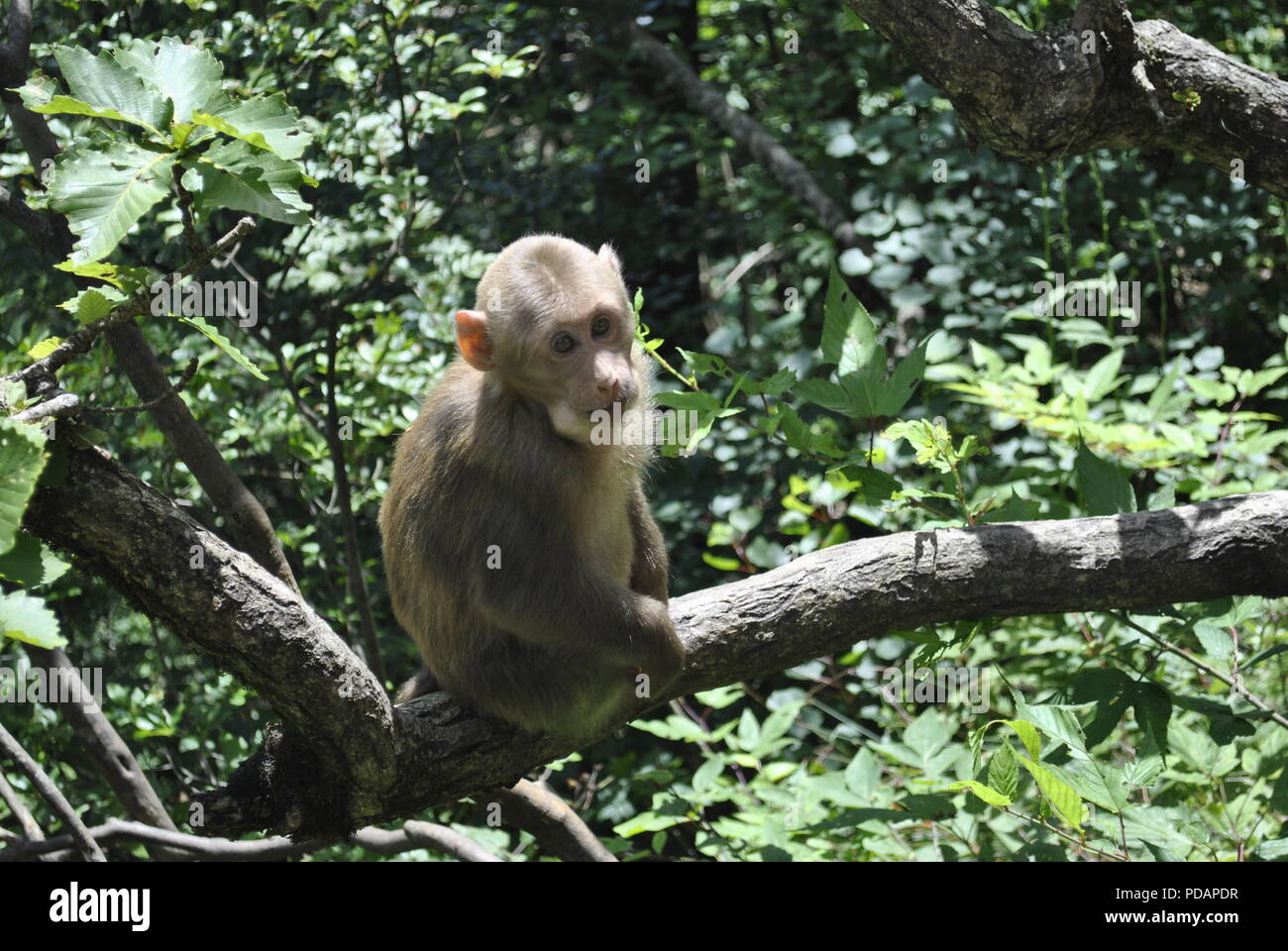 Monkey in a Tree Stock Photo - Alamy