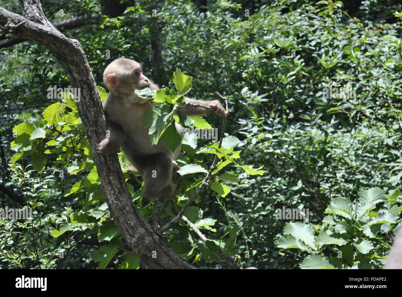 Monkey in a Tree Stock Photo - Alamy