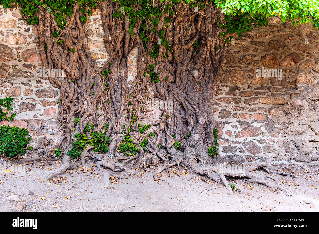 Trunk and roots of an ivy tree crawling up a brick wall Stock Photo - Alamy