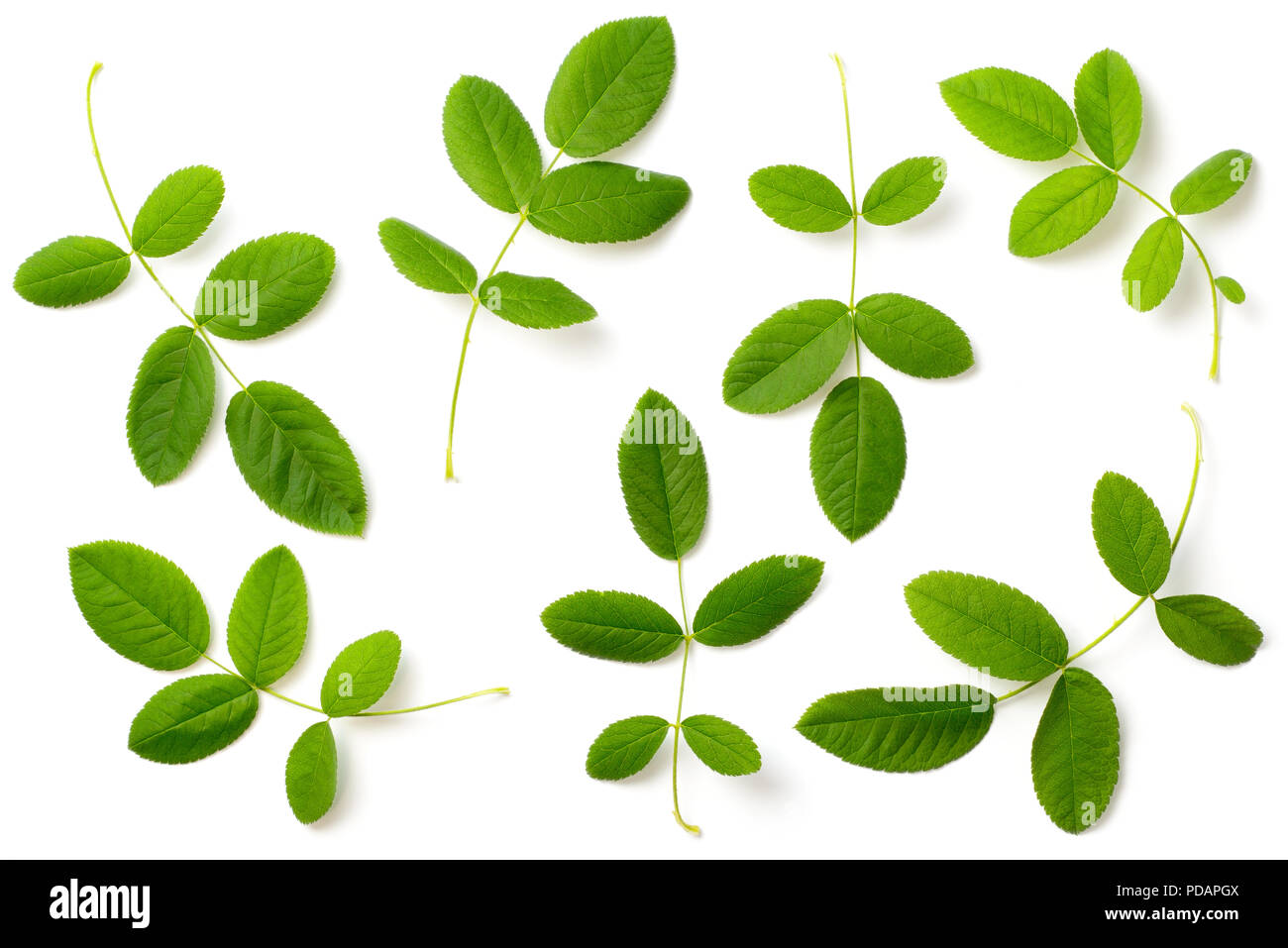 fresh rose leaves isolated on the white background Stock Photo - Alamy