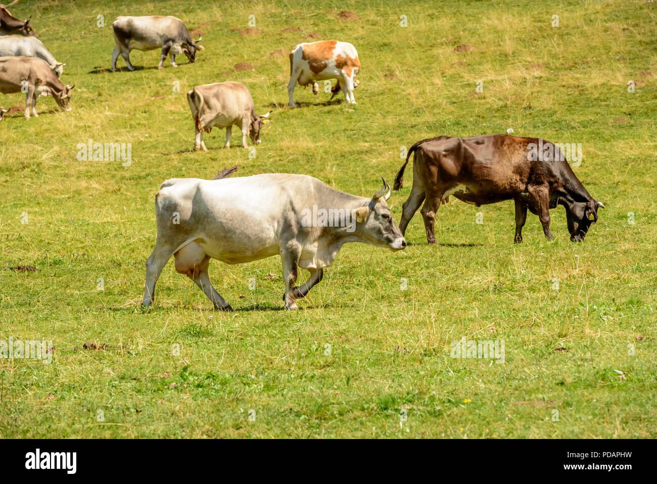 Cattle breeding italy hi-res stock photography and images - Alamy