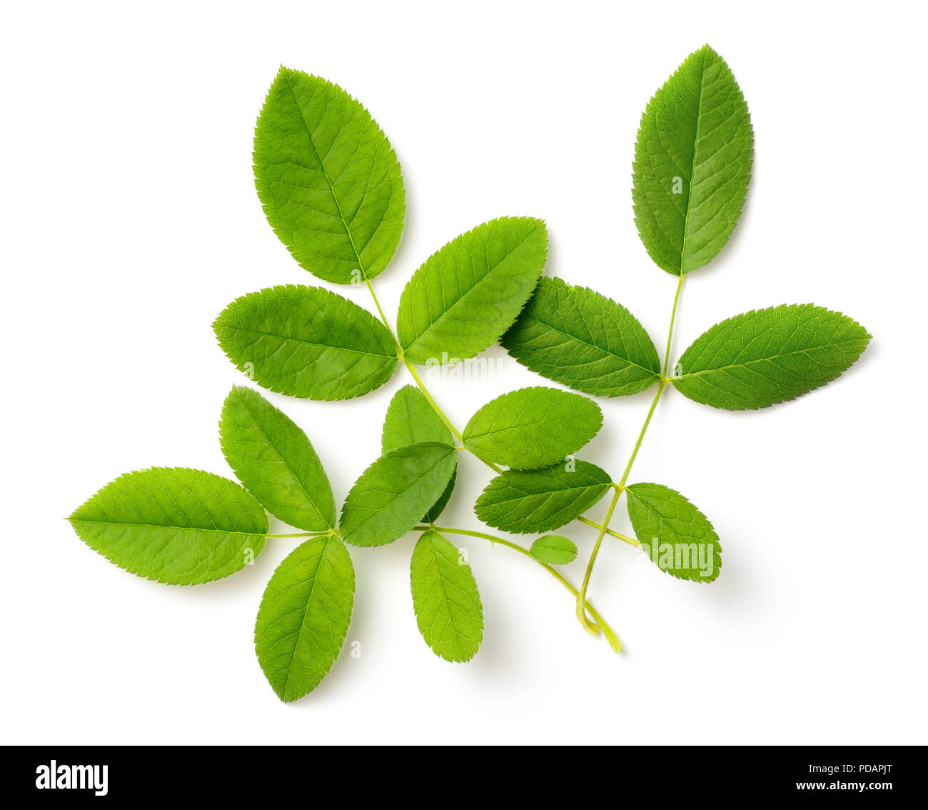 fresh rose leaves isolated on the white background Stock Photo - Alamy