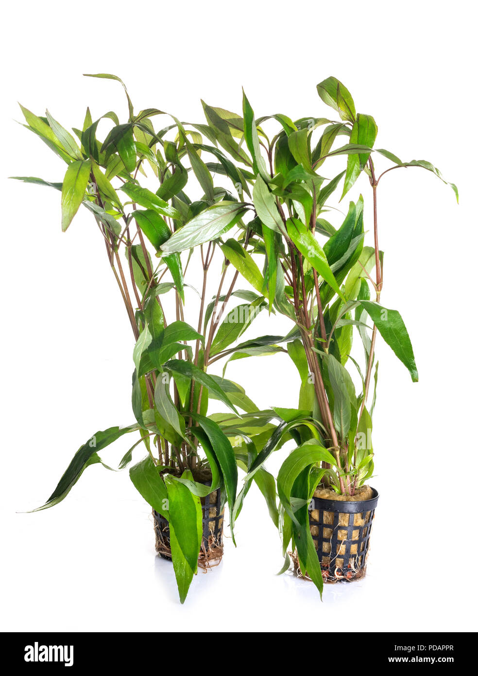 Green Hygro