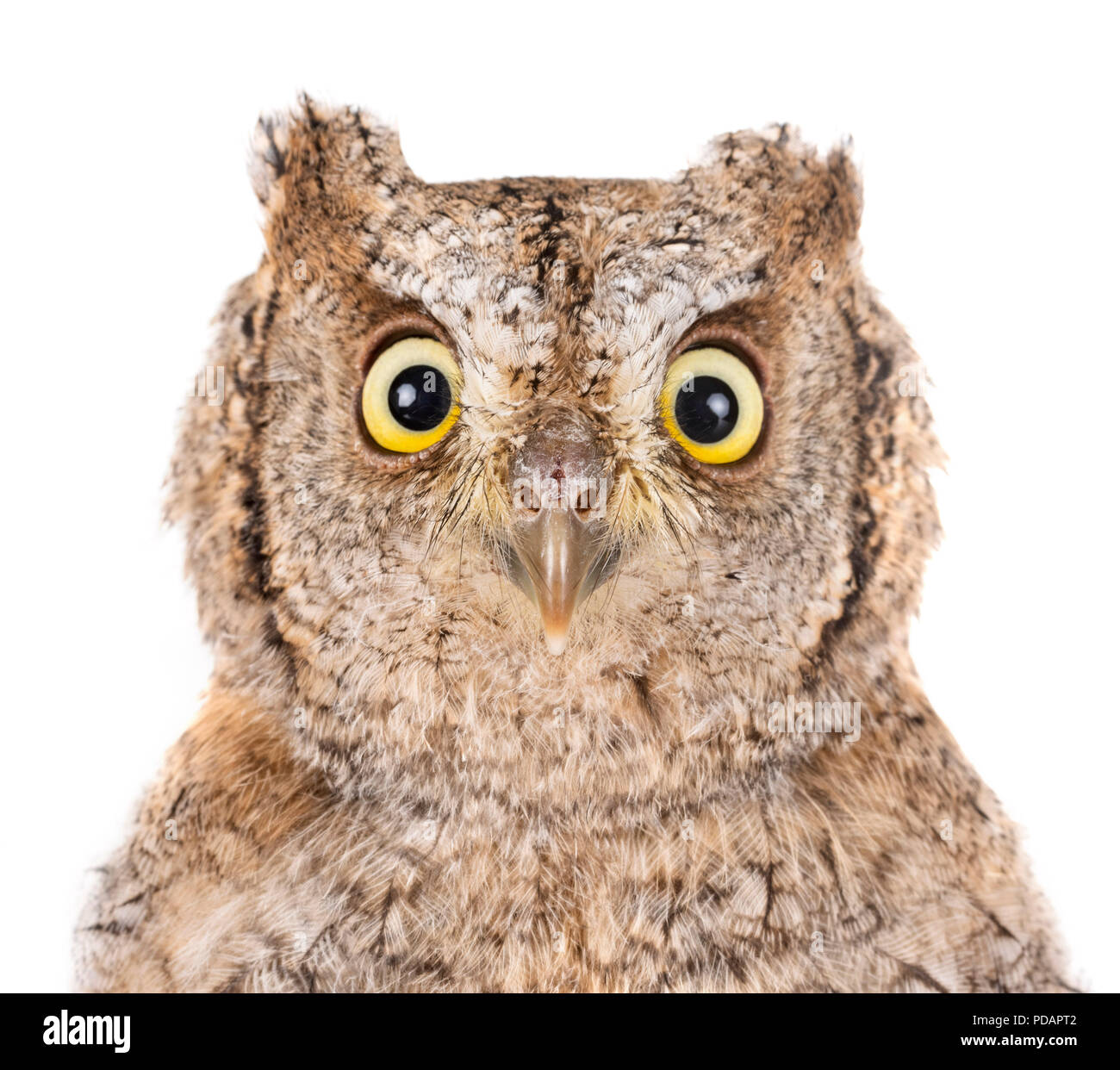 Eurasian scops owl in front of white background Stock Photo - Alamy