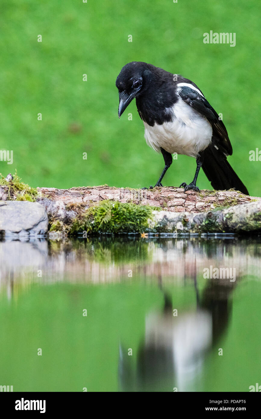 Magpie foraging next to a garden pool Stock Photo - Alamy