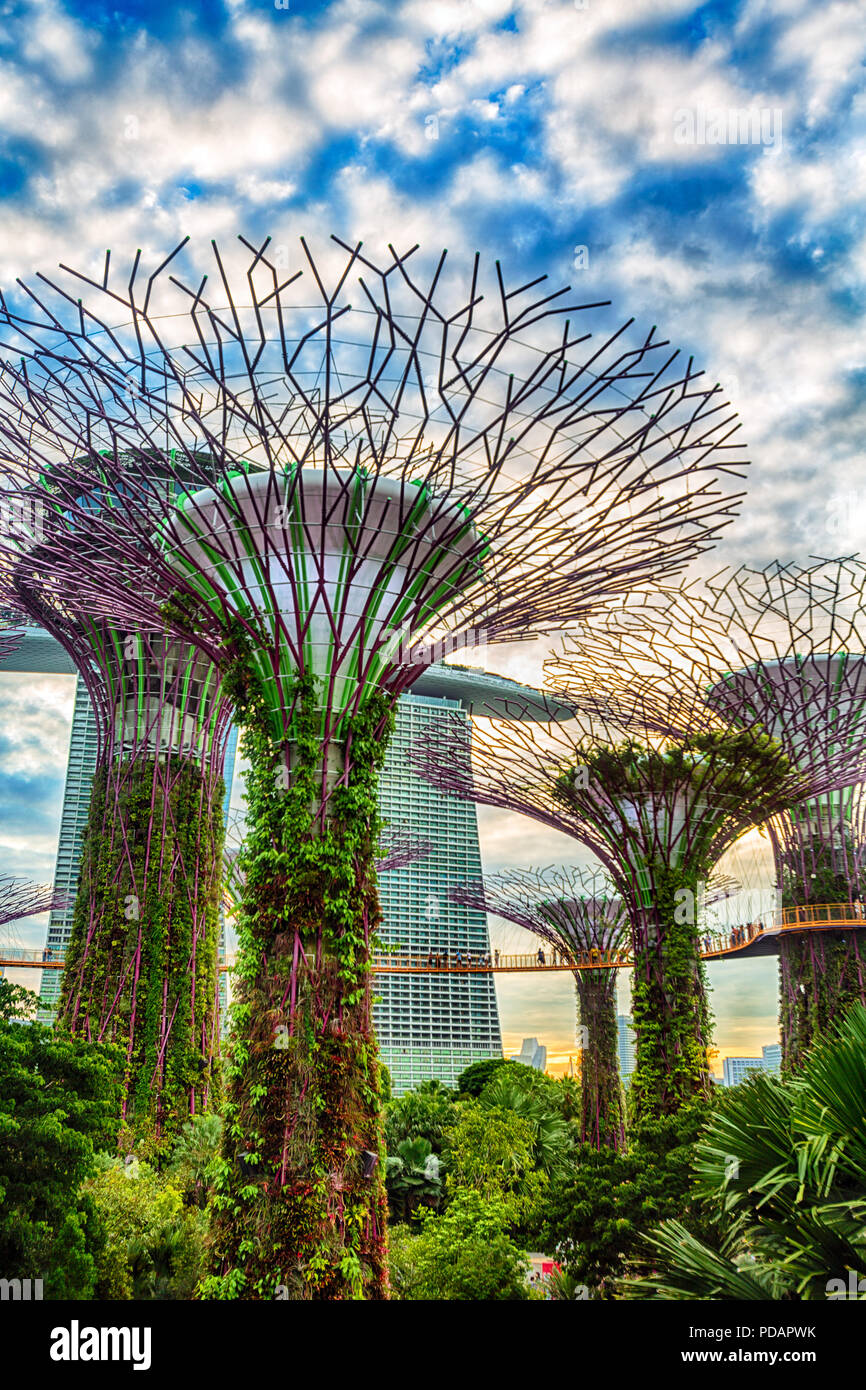 Singapore, The Supertrees at Gardens by the Bay Stock Photo - Alamy