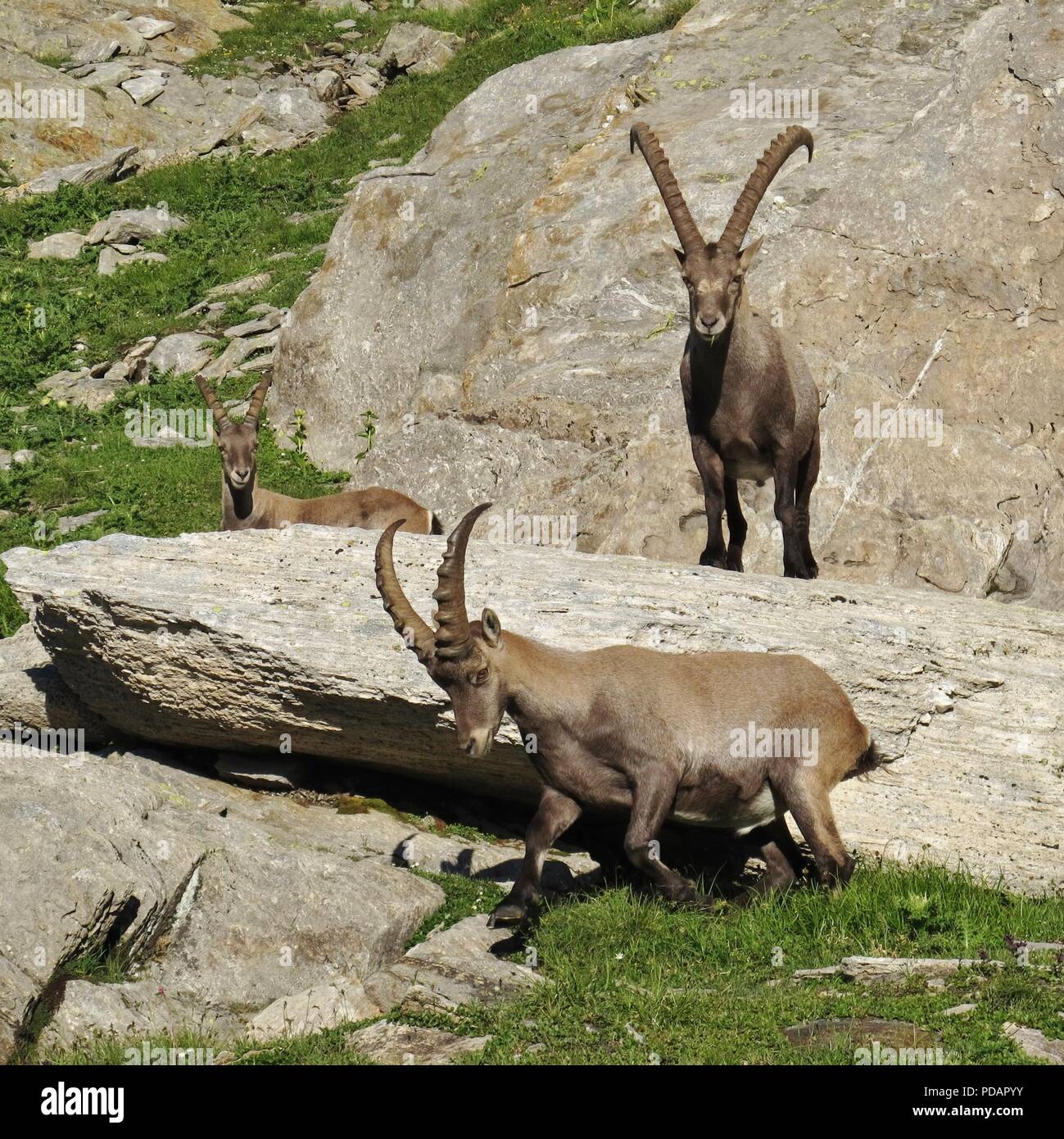Alpine ibex goat climbing hi-res stock photography and images - Alamy