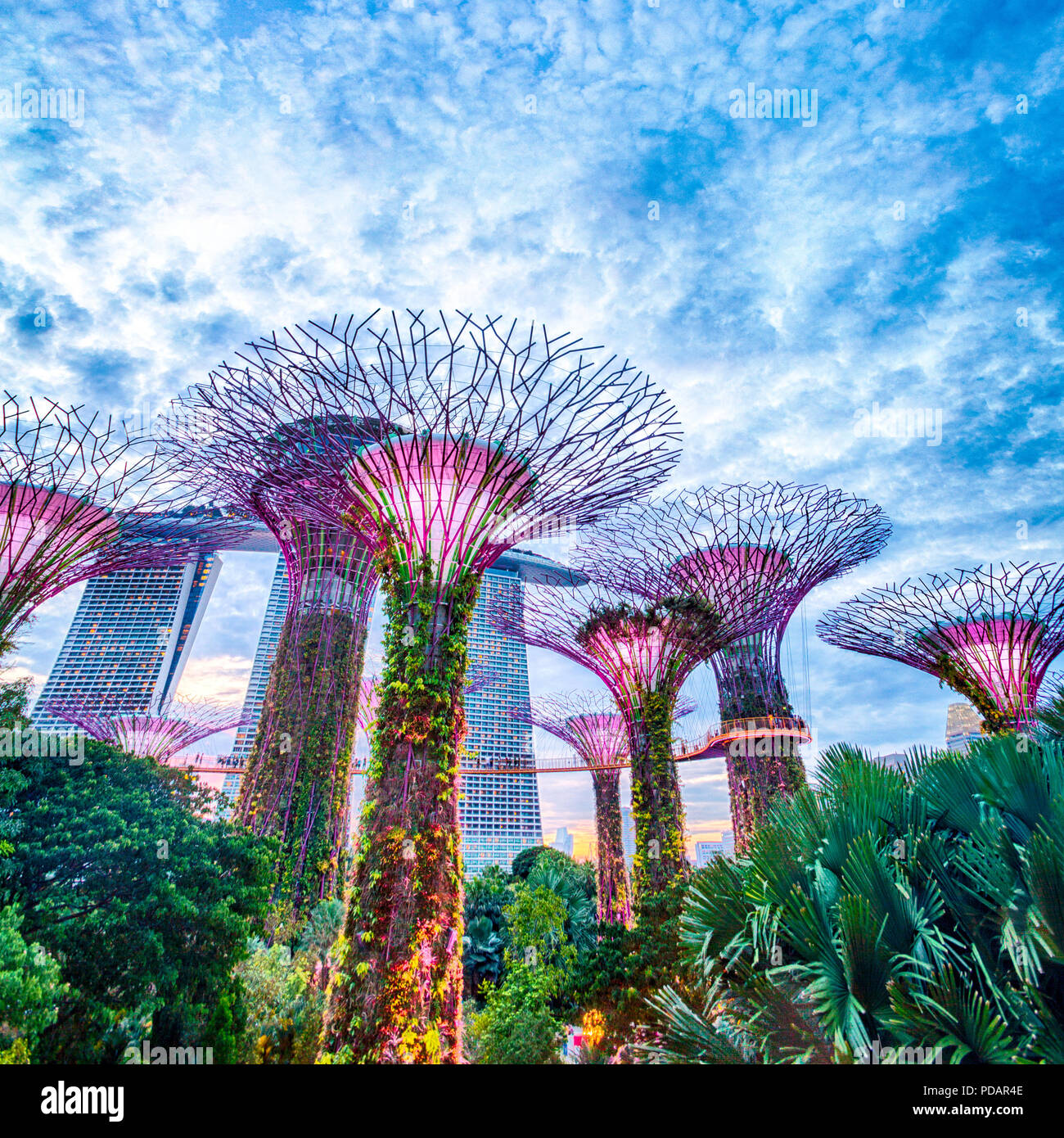 Singapore, The Supertrees at Gardens by the Bay Stock Photo - Alamy