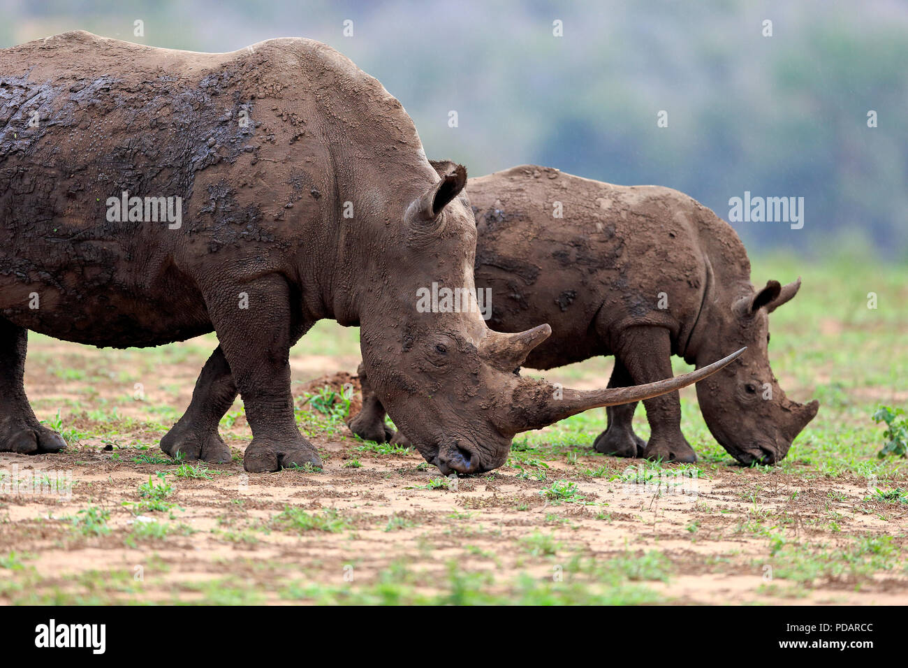 White Rhinoceros, female with young feeding, Hluhluwe Umfolozi ...