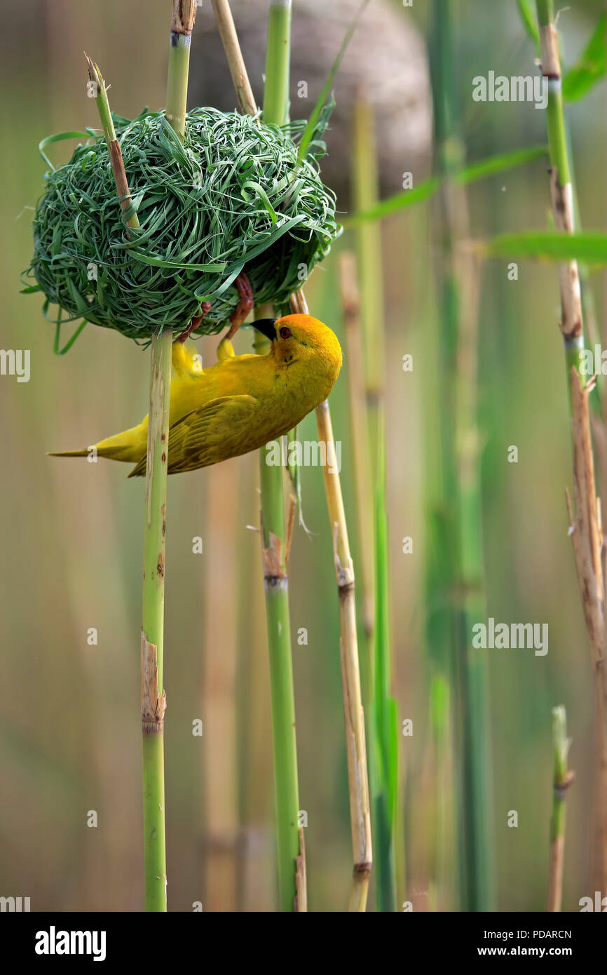 Golden weaver bird nest hi-res stock photography and images - Alamy