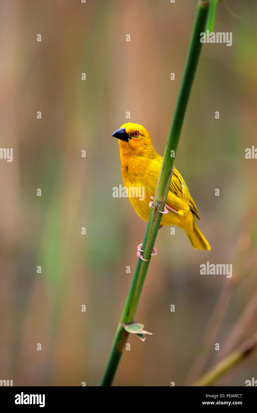 African golden weaver hi-res stock photography and images - Alamy
