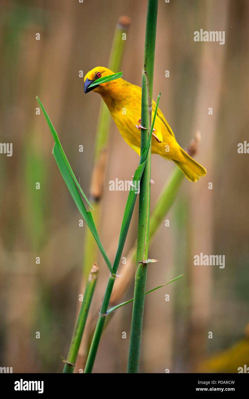African golden weaver hi-res stock photography and images - Alamy