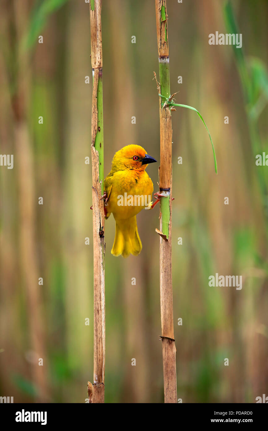 Yellow Weaver, adult male, Saint Lucia Estuary, Isimangaliso Wetland ...