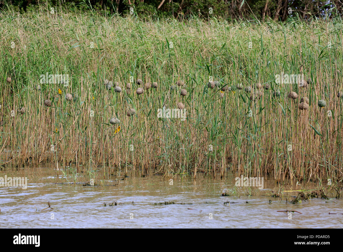 Greater weaver hi-res stock photography and images - Alamy