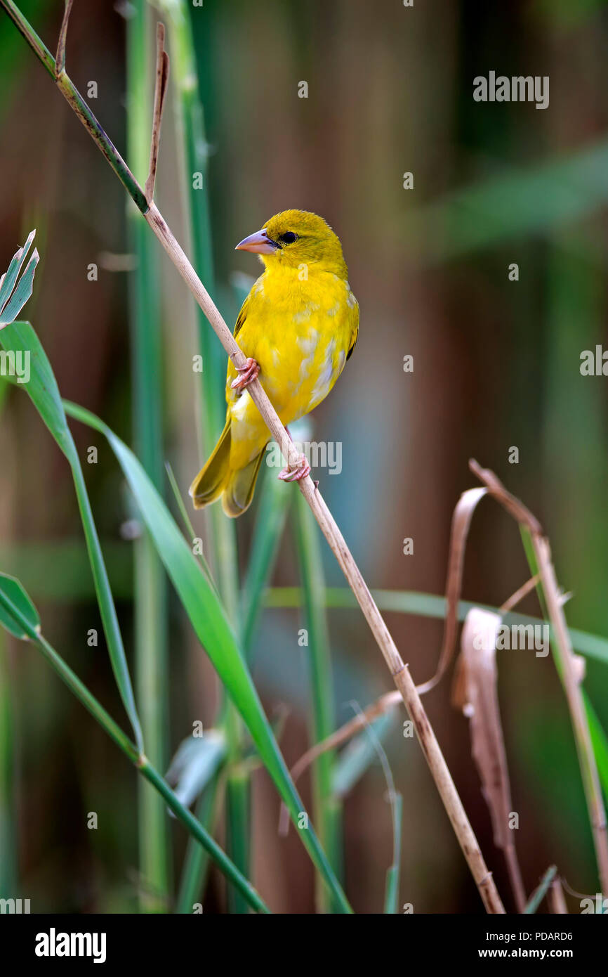 Yellow Weaver, adult female, Saint Lucia Estuary, Isimangaliso Wetland ...