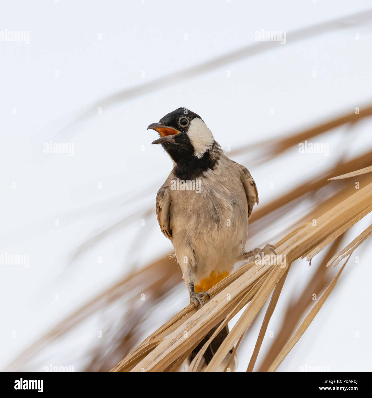 Brown cheeked bulbul hi-res stock photography and images - Alamy