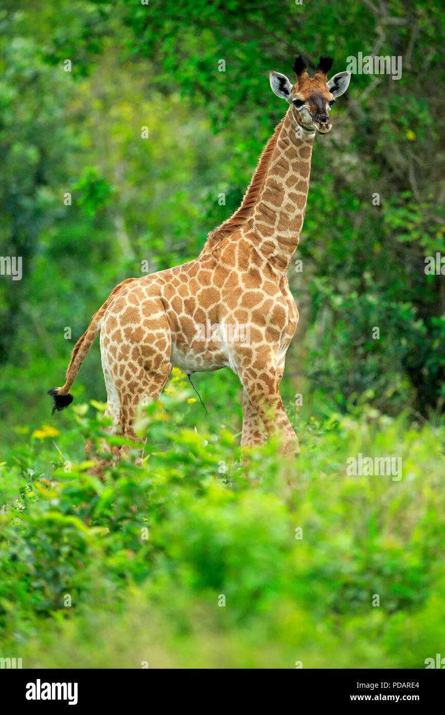 Cape Giraffe, young, Saint Lucia Estuary, Isimangaliso Wetland Park ...