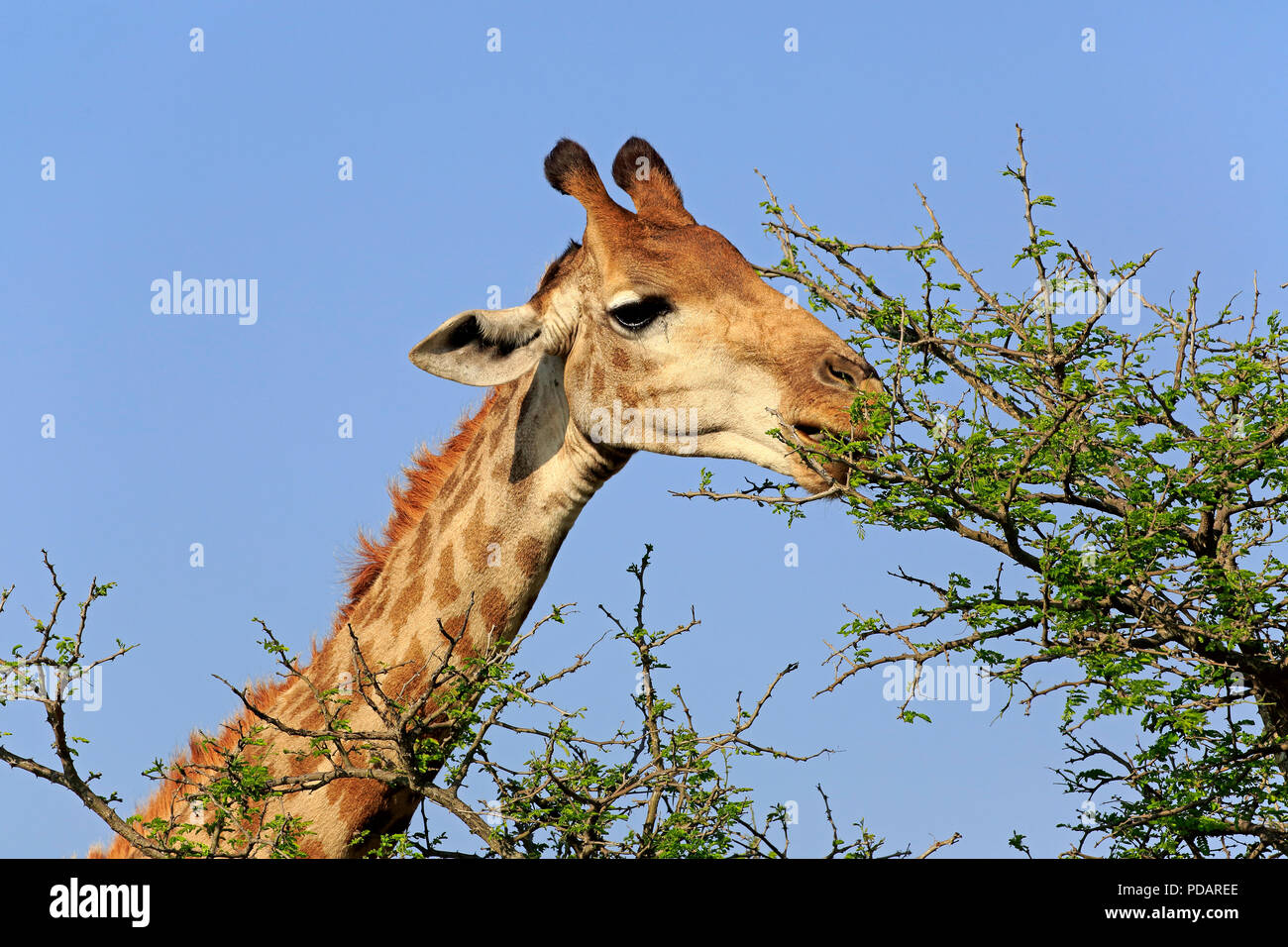 Cape Giraffe, adult, Saint Lucia Estuary, Isimangaliso Wetland Park ...