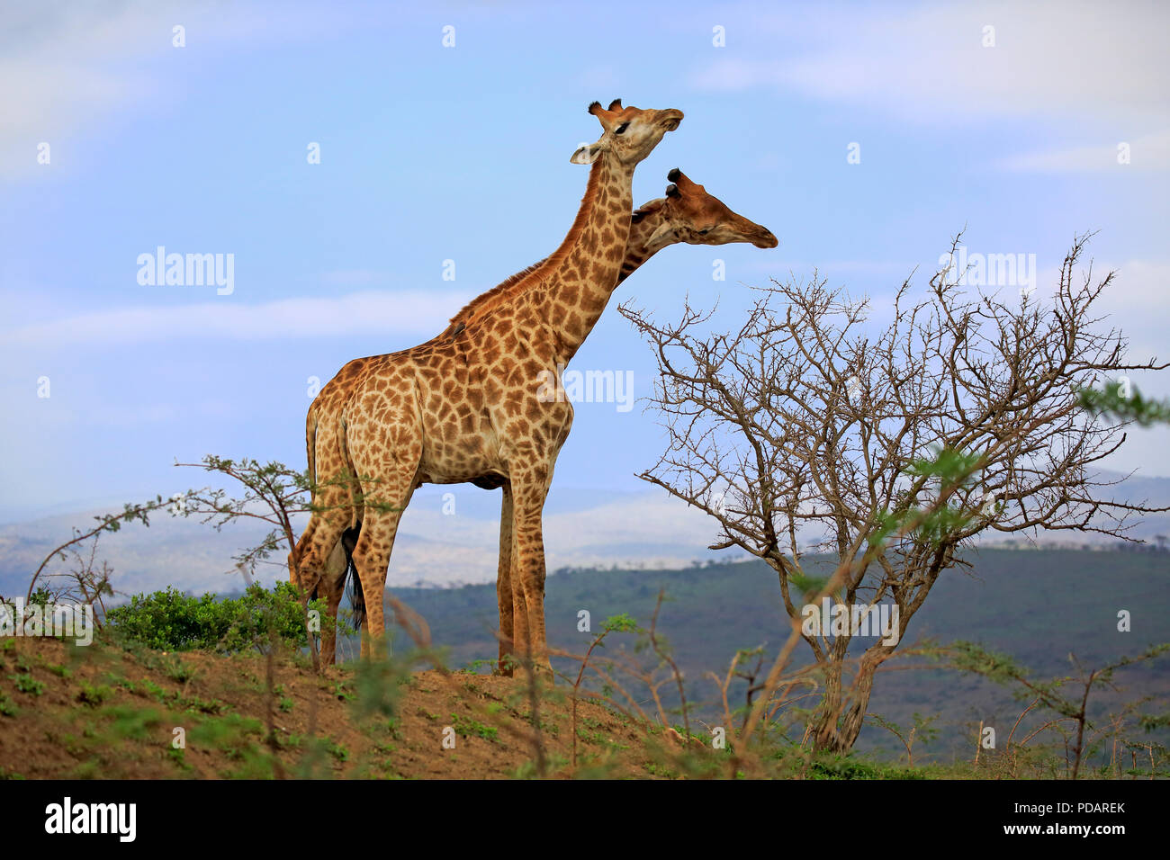 Cape Giraffe, adult males fighting, Hluhluwe Umfolozi Nationalpark ...