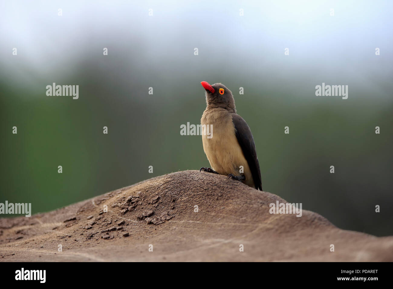 Oxpecker rhino hi-res stock photography and images - Alamy