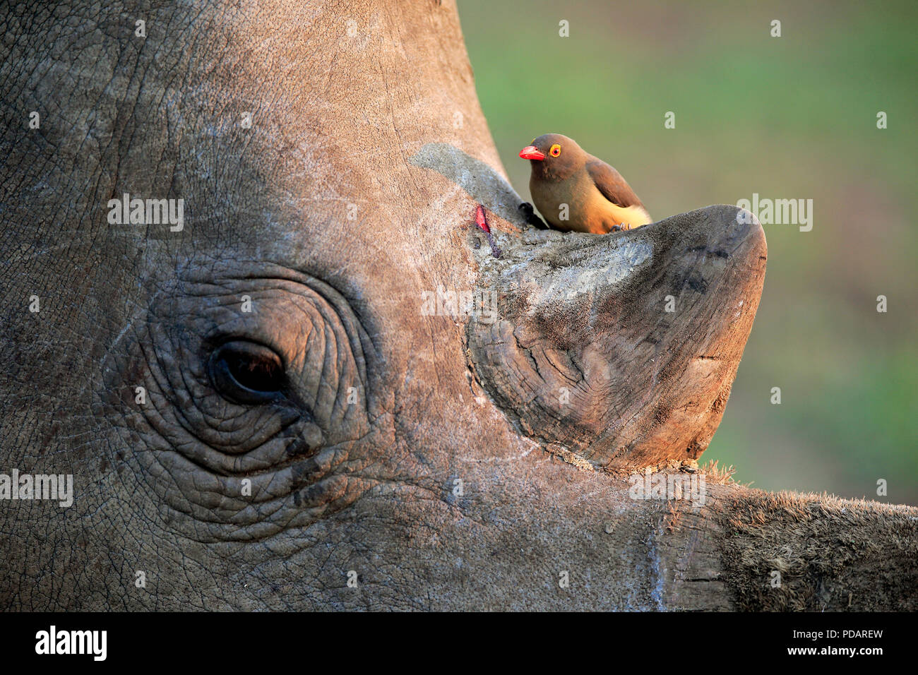 Red billed oxpecker rhinoceros hi-res stock photography and images - Alamy