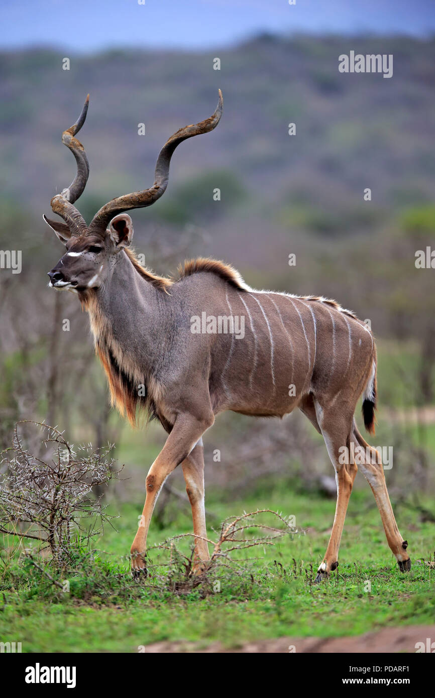 Male kudus hi-res stock photography and images - Alamy