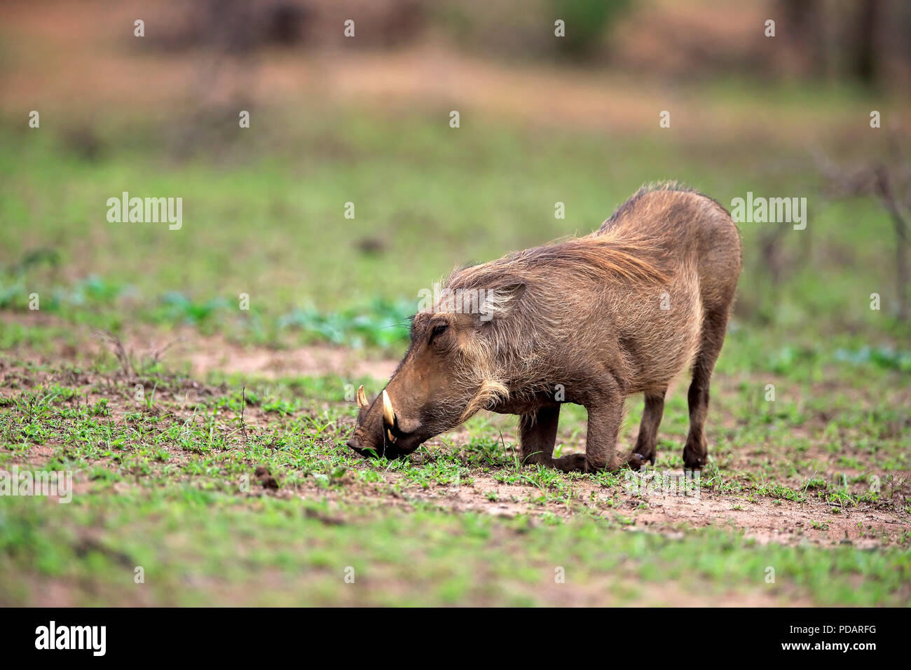 Warthog, adult, Hluhluwe Umfolozi Nationalpark, Hluhluwe iMfolozi ...