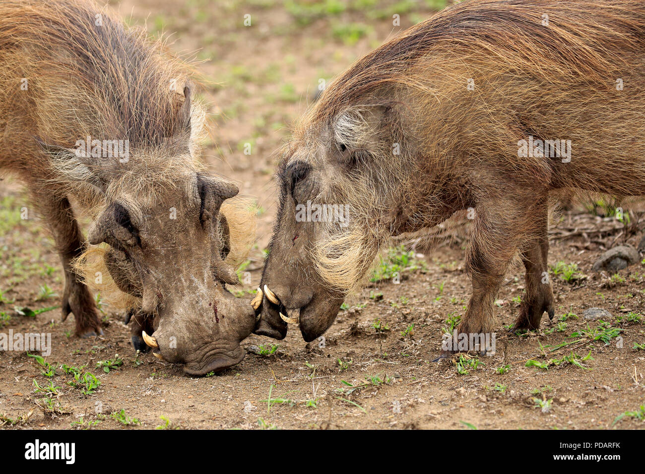 Warthog, adult couple feeding, Hluhluwe Umfolozi Nationalpark, KwaZulu ...