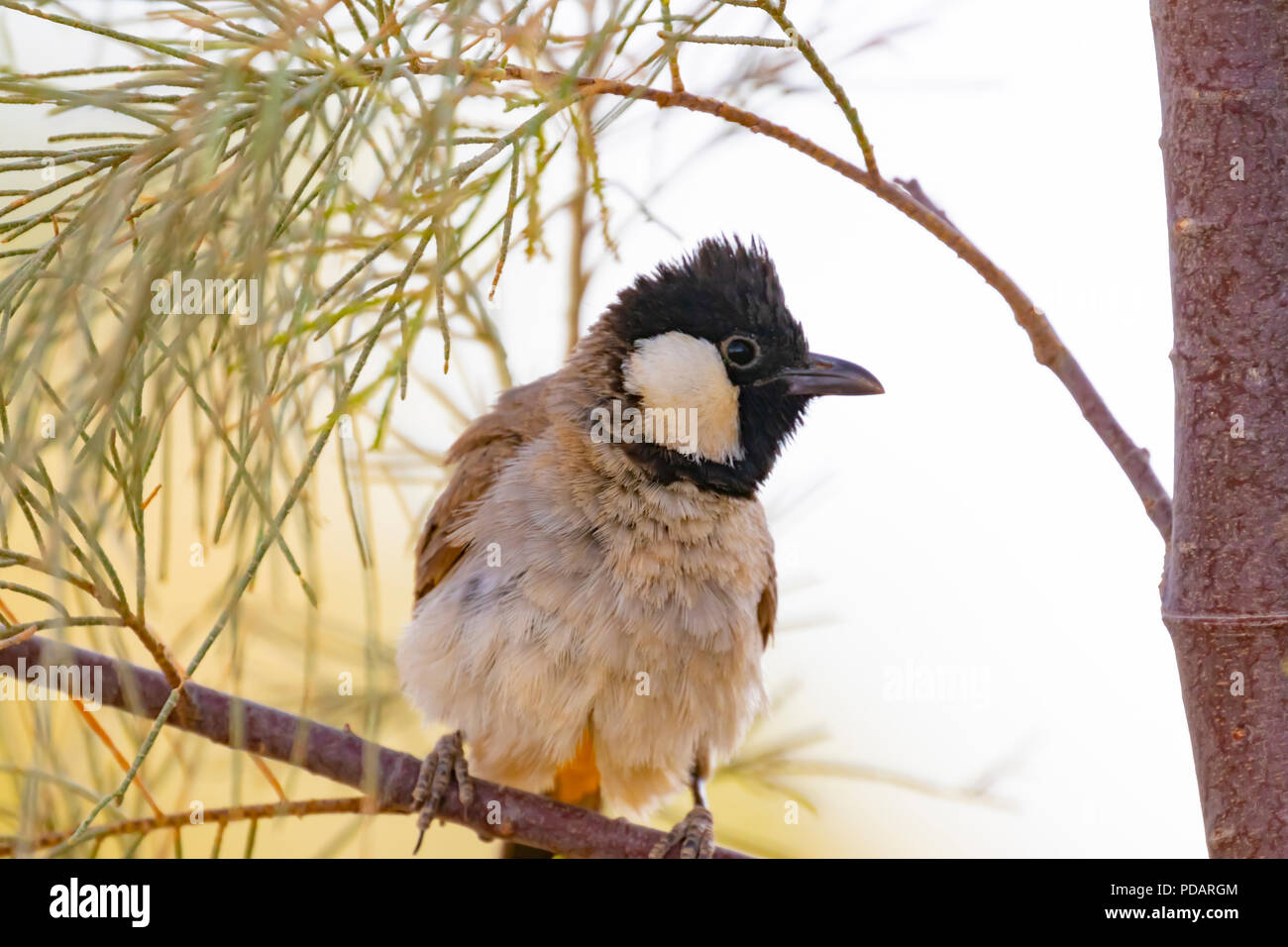 Brown cheeked bulbul hi-res stock photography and images - Alamy