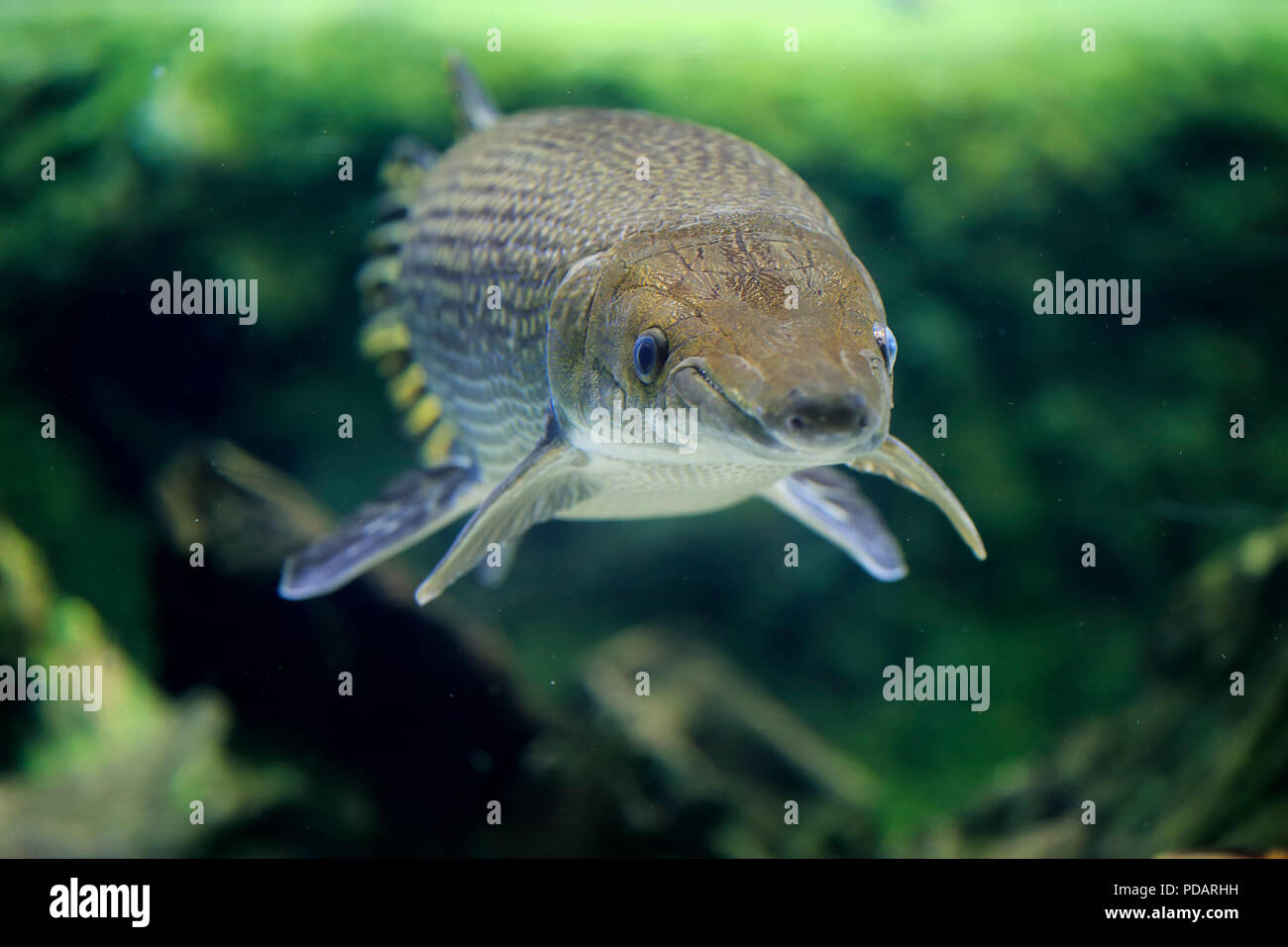 Alligator Gar High Resolution Stock Photography and Images - Alamy