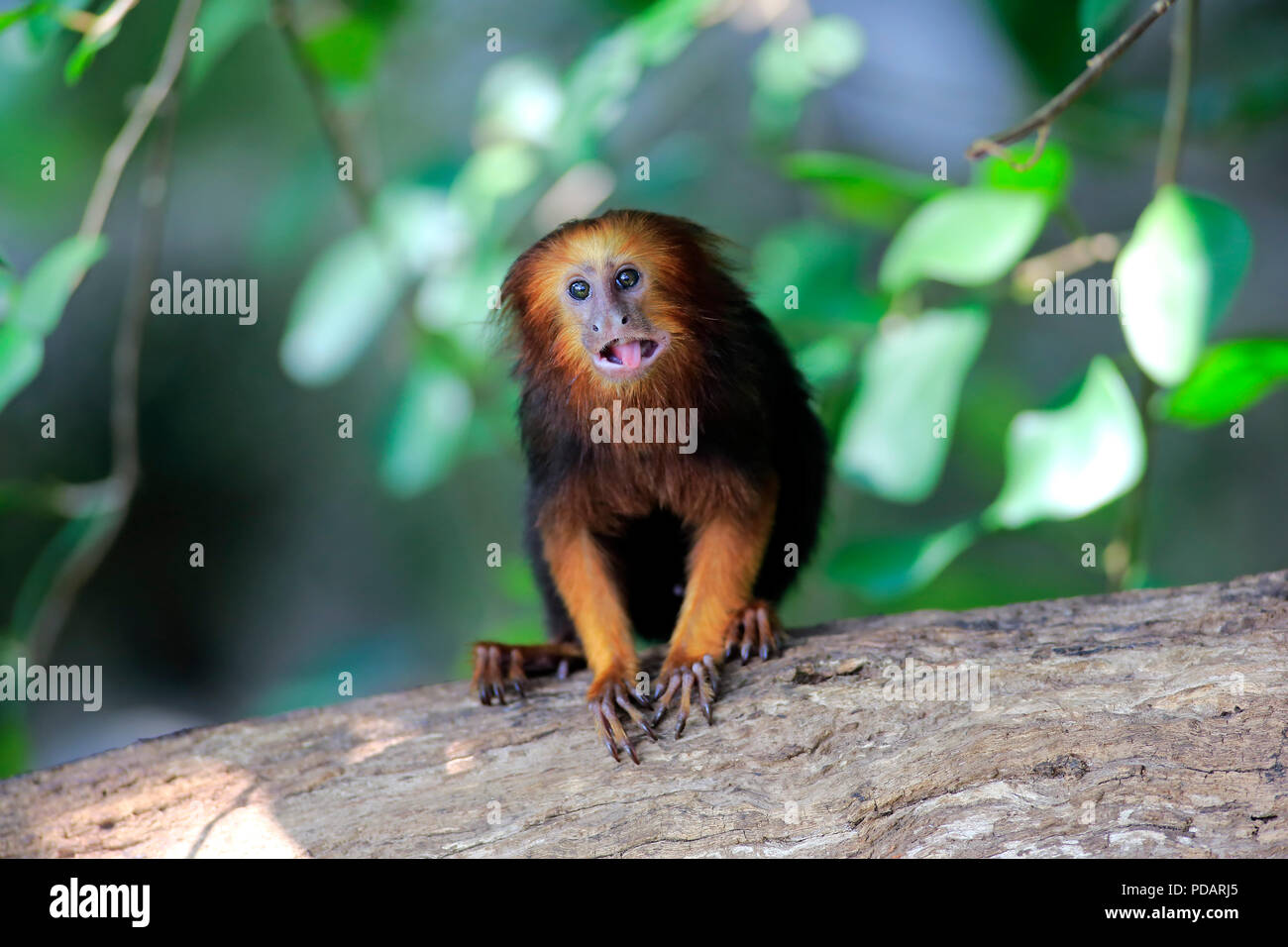 Golden Headed Lion Tamarin, Leontopithecus rosalia chrysomelas Stock ...